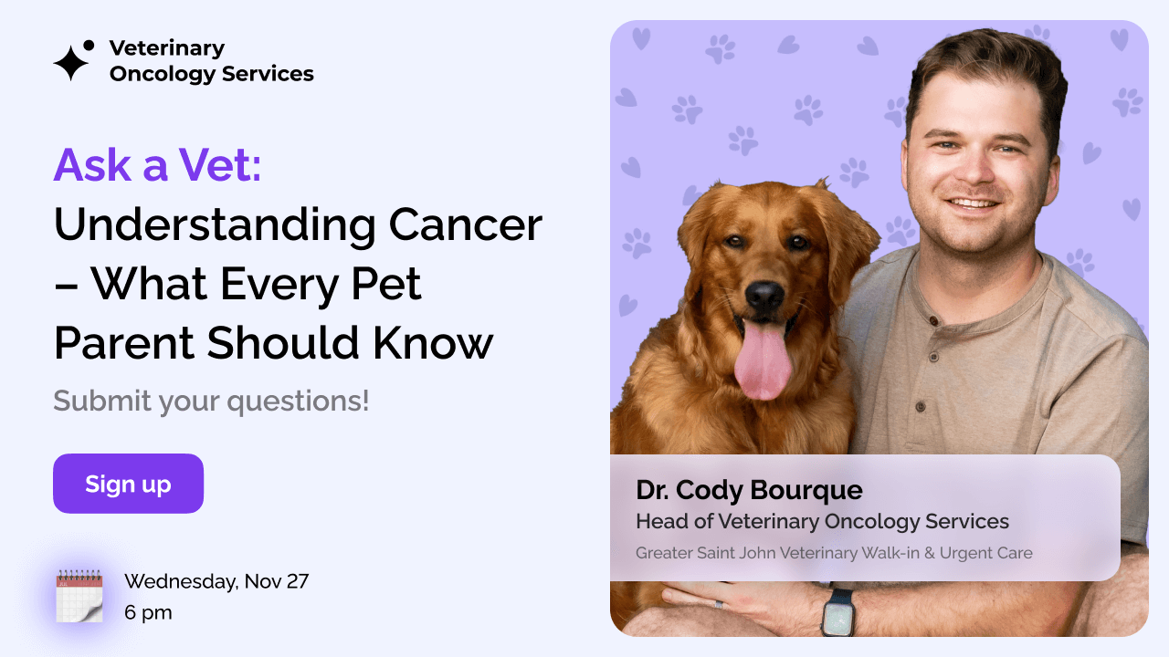 Ask a Vet: Understanding Cancer – Tips for Pet Parents